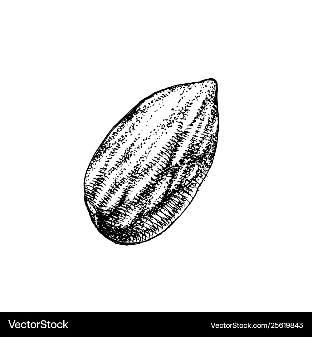Hand-Drawn Almond Nut Royalty Free Vector Image