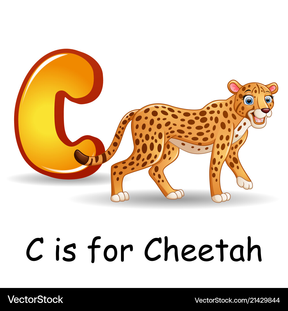 Animals alphabet c is for cheetah Royalty Free Vector Image