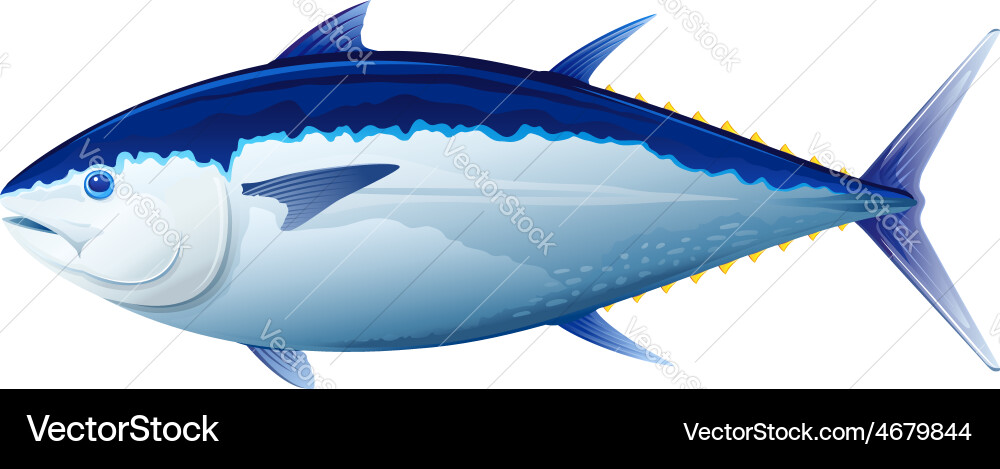 Bluefin tuna fish Royalty Free Vector Image - VectorStock
