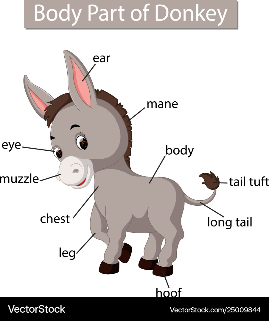 Diagram showing body part donkey Royalty Free Vector Image