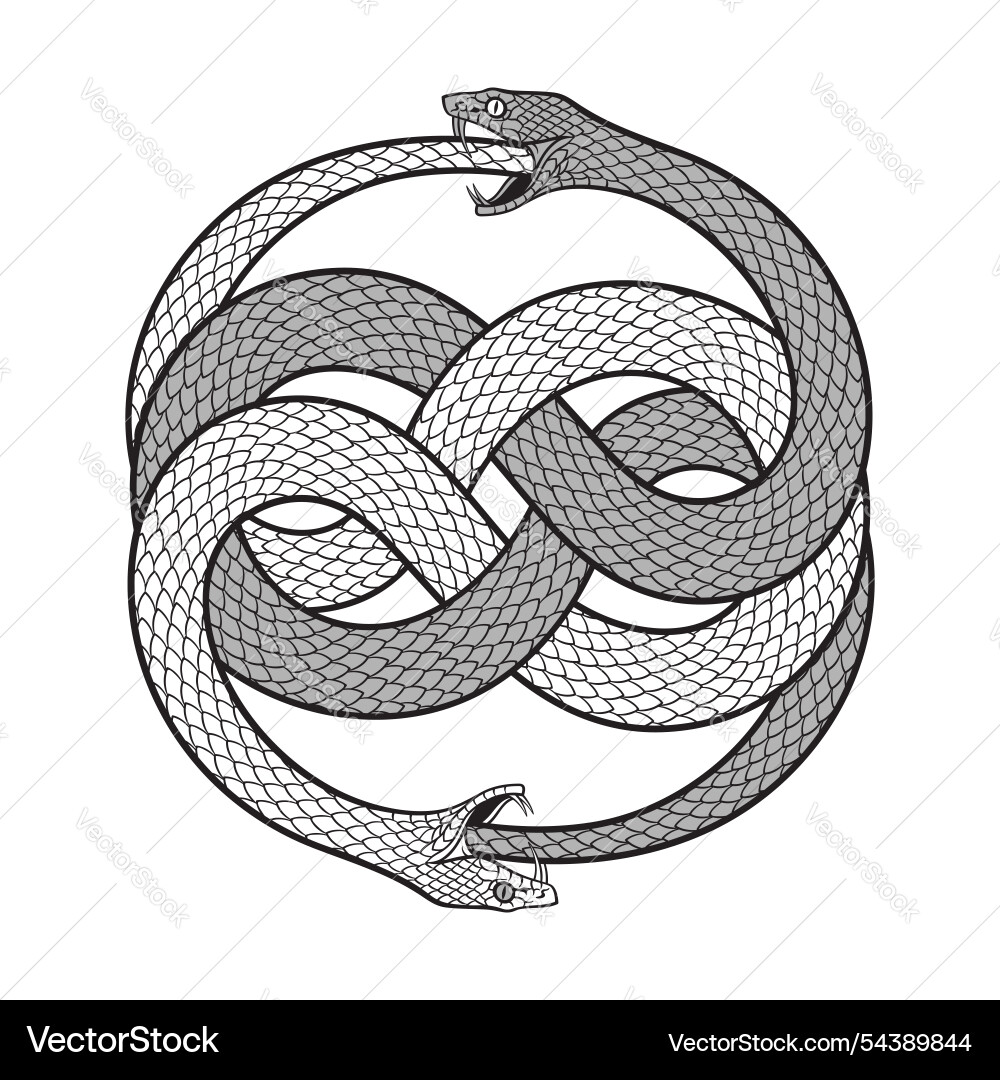 Double ouroboros or uroboros serpent snakes Vector Image