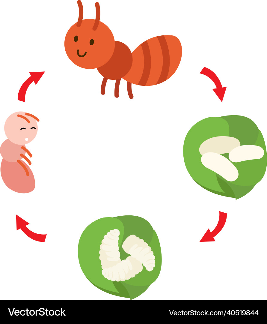 Life cycle ant Royalty Free Vector Image - VectorStock