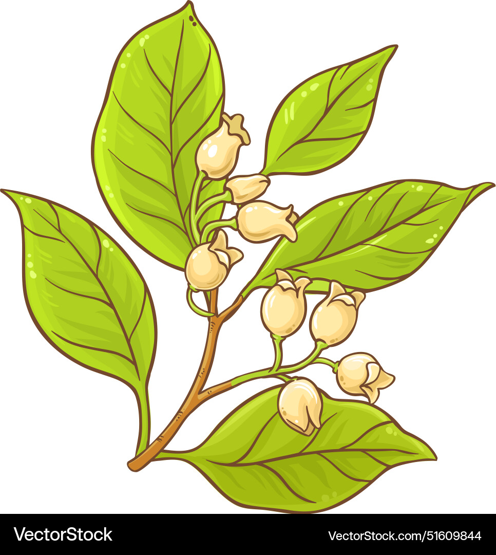 Nutmeg branch colored detailed Royalty Free Vector Image