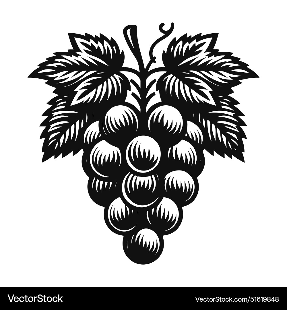 Black and white grape with minimalist design Vector Image