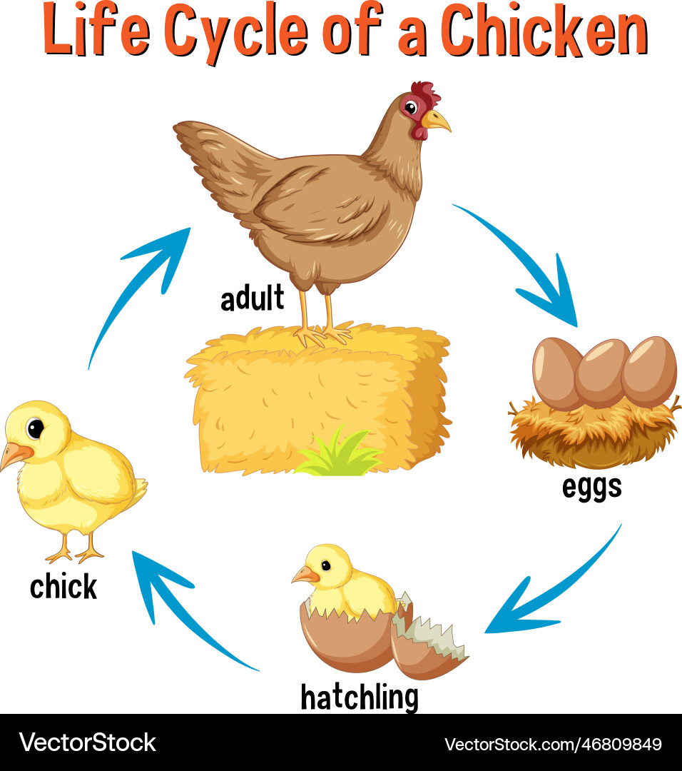 Chicken Life Cycle - From Egg to Chick – Royalty-Free Vector | VectorStock