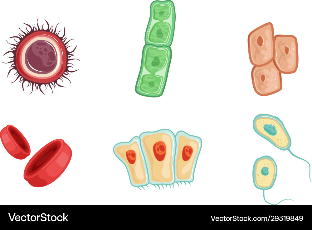Different types human cells collection Royalty Free Vector