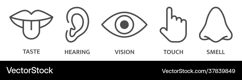 Five senses hear taste smell see feel sight Vector Image