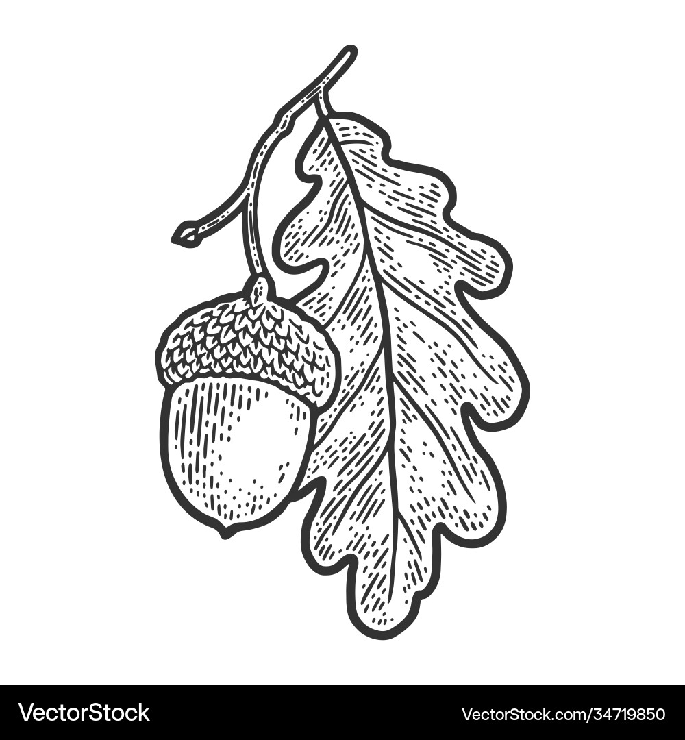 Oak Leaf And Acorn Drawing Oak Leaf Acorn Seamless Background