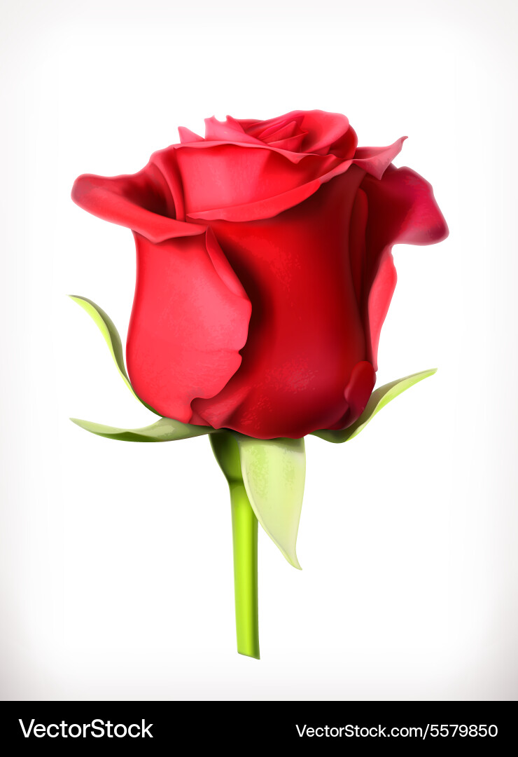 Red rose Royalty Free Vector Image - VectorStock