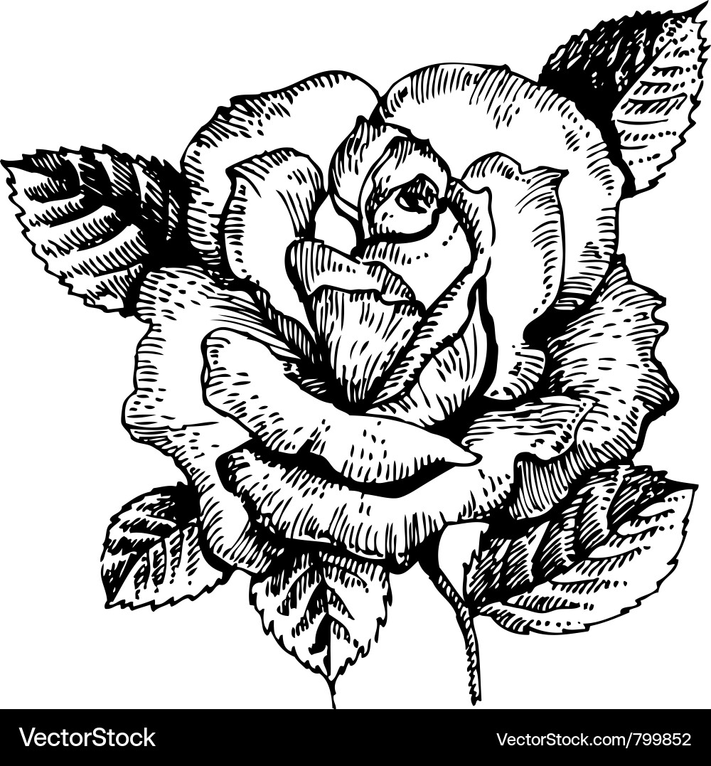 Detailed Rose Drawing Royalty Free Vector Image