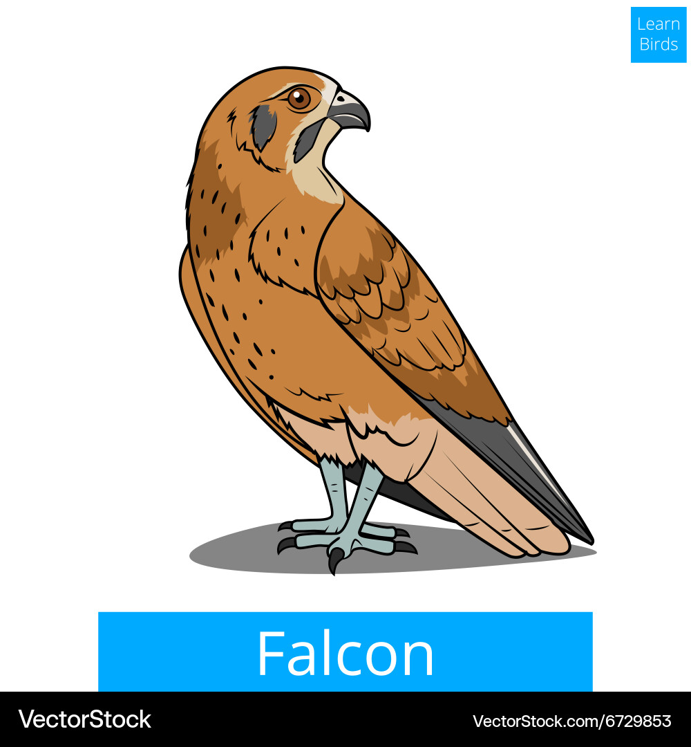 Falcon bird learn birds educational game Vector Image
