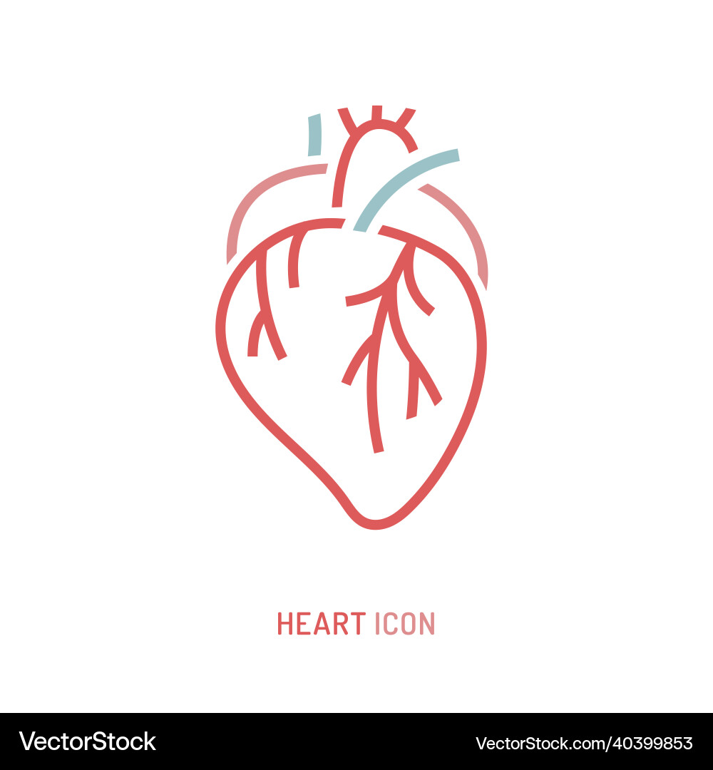 Heart Anatomy Icon - Circulation Royalty Free Vector Image