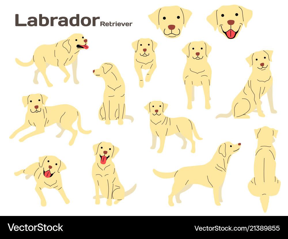 Labrador in action Royalty Free Vector Image - VectorStock