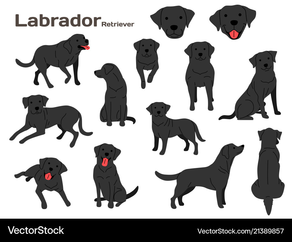 Labrador in action Royalty Free Vector Image - VectorStock