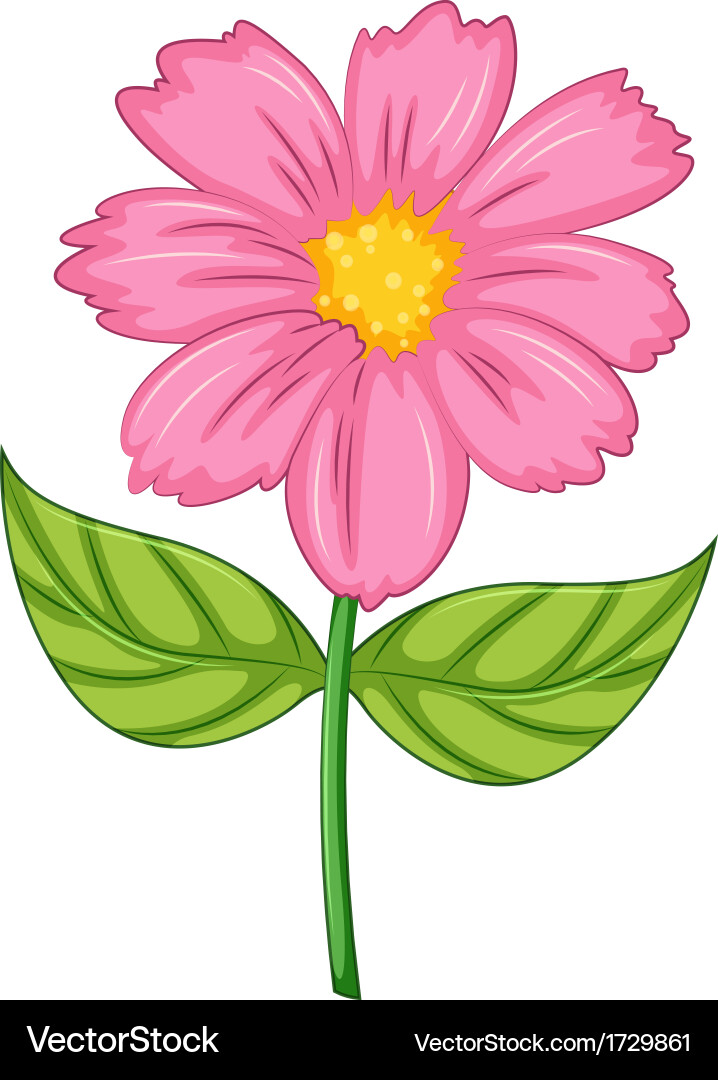 A pink flower Royalty Free Vector Image - VectorStock