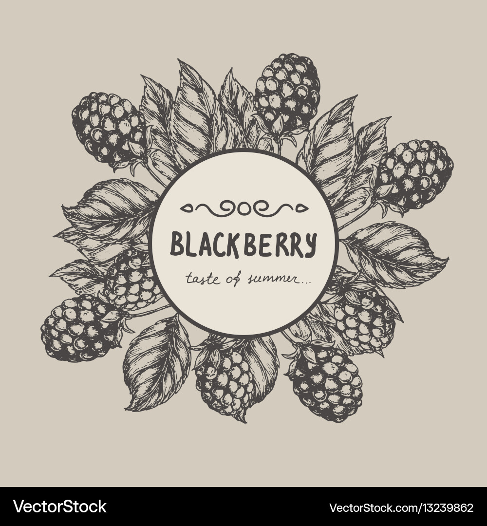 Blackberry raspberry design template Royalty Free Vector