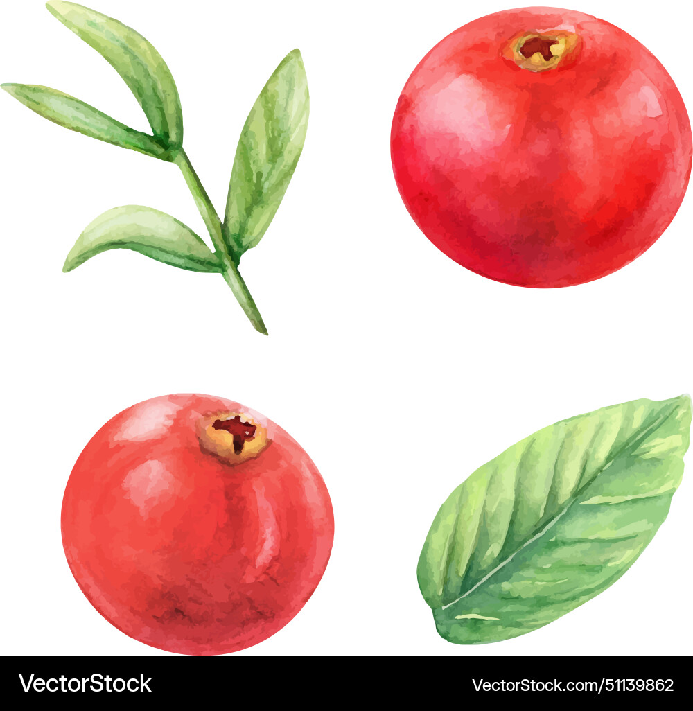 Cranberry berry leaf twig watercolor drawing Vector Image