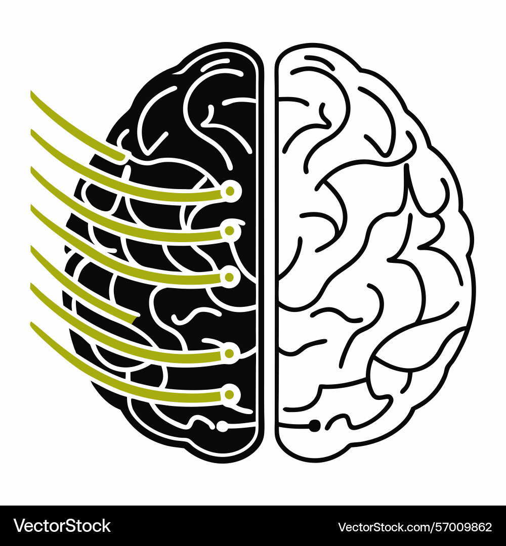 Human brain divided neural network connections Vector Image