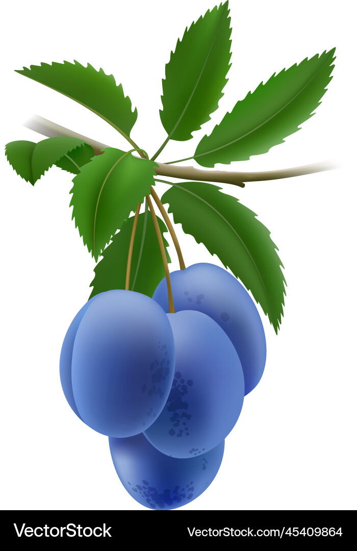 Realistic blue plums Royalty Free Vector Image