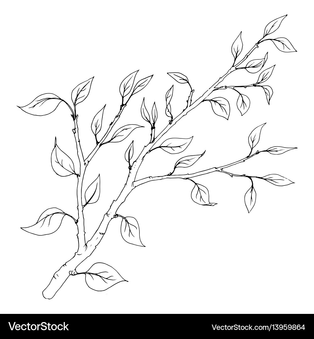 How To Draw Leaves And Branches