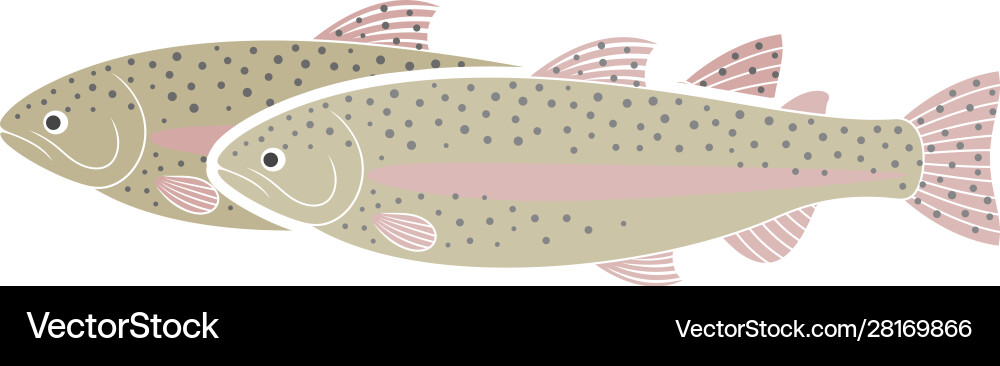 Rainbow trout Royalty Free Vector Image - VectorStock