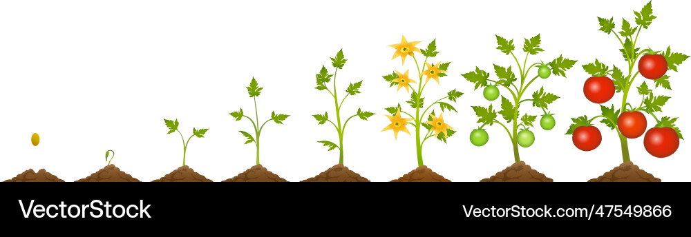 Red tomato plant growing stages Royalty Free Vector Image