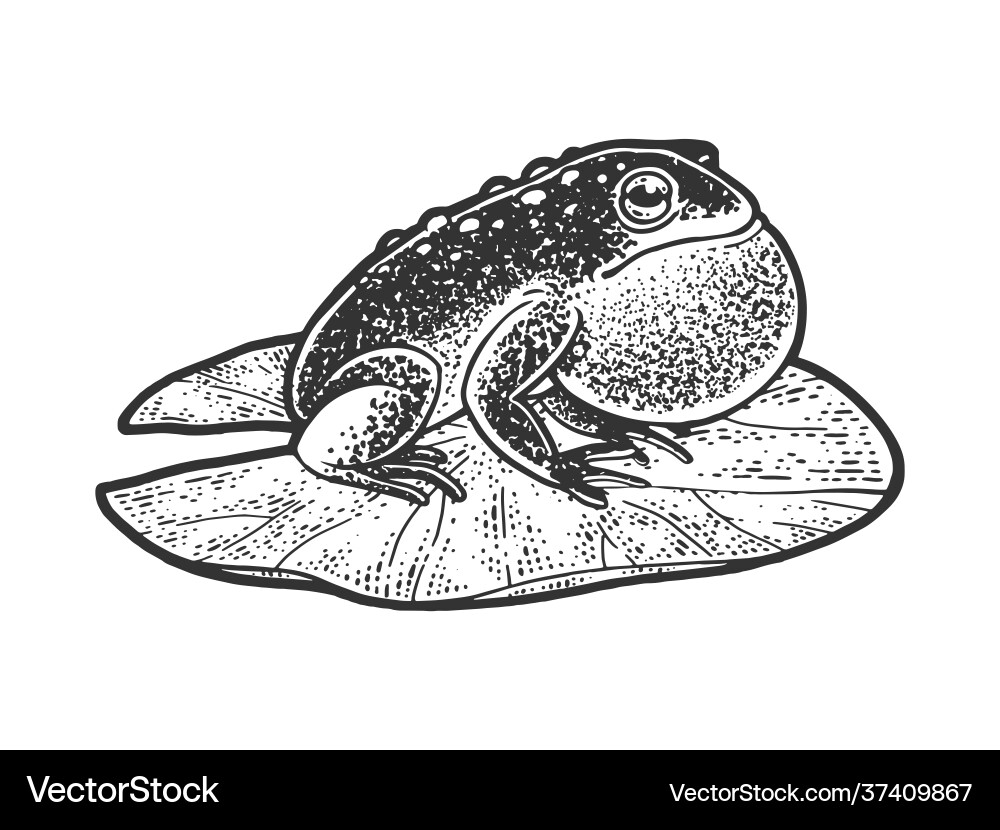 Puffy toad sketch Royalty Free Vector Image - VectorStock