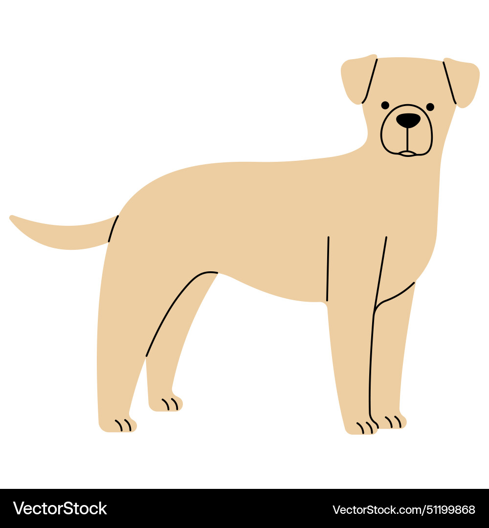 Labrador Royalty Free Vector Image - VectorStock