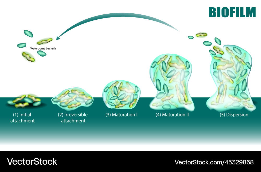 Process of biofilm formation five stages Vector Image