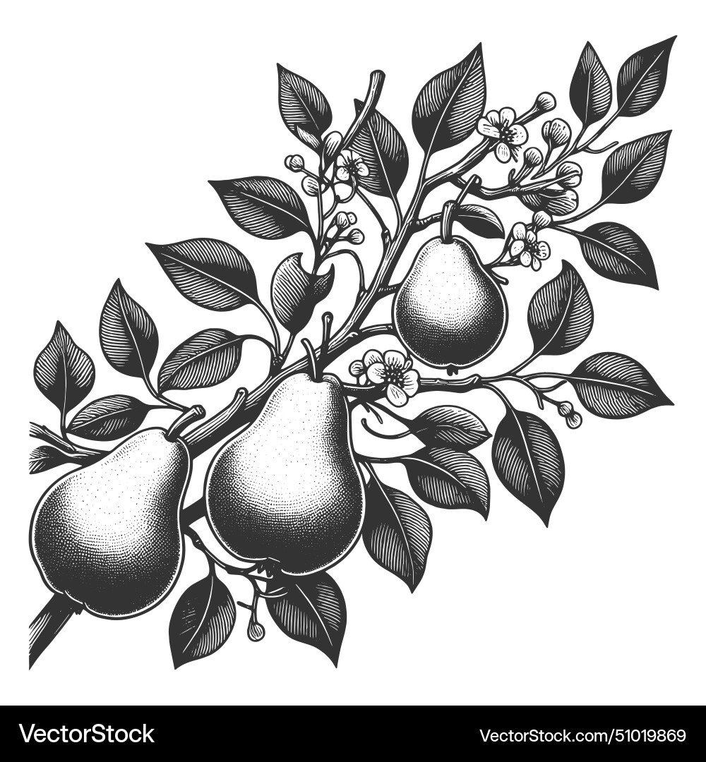 Pear branch engraving sketch Royalty Free Vector Image