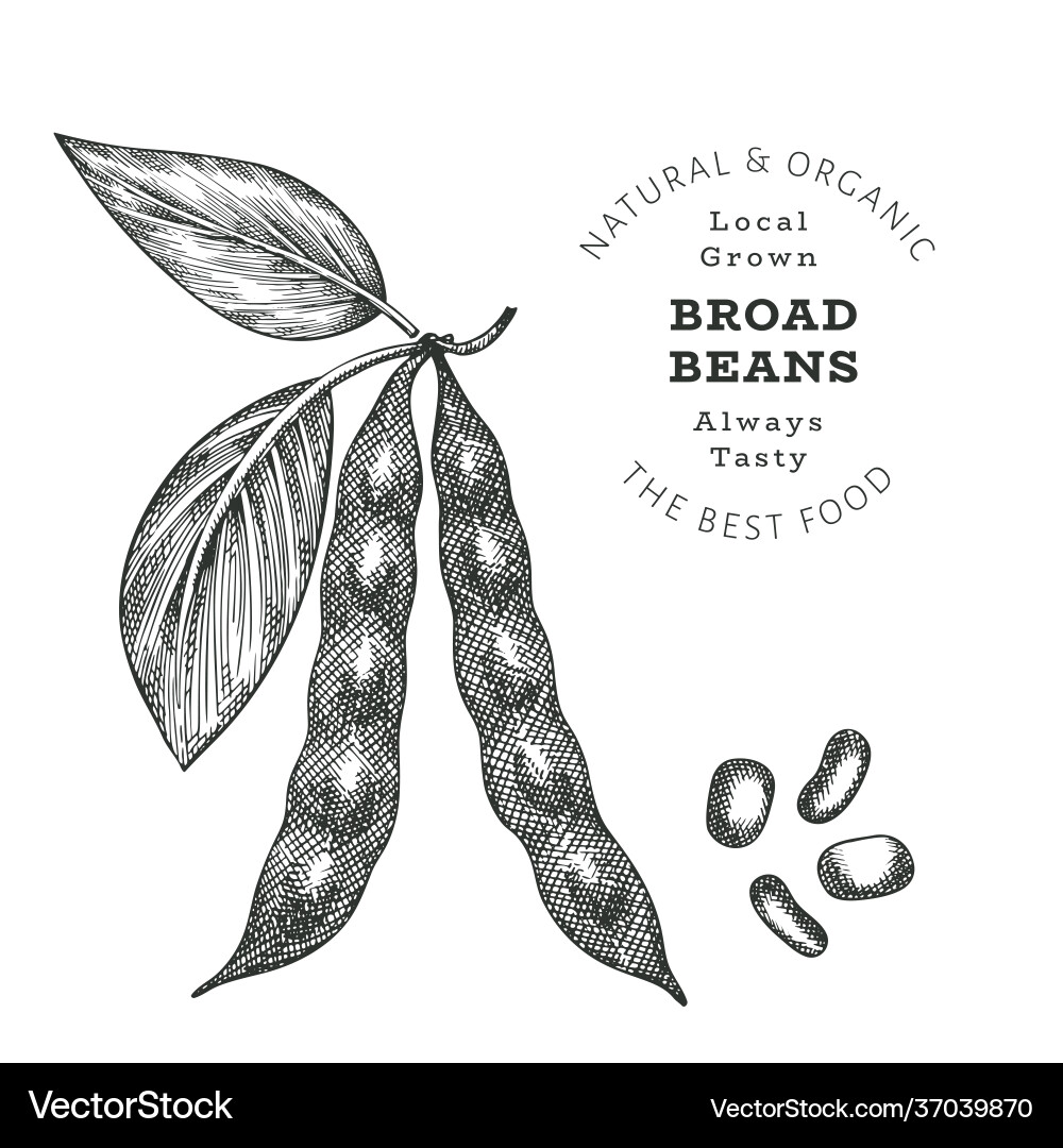 Hand drawn sketch style broad beans organic fresh Vector Image