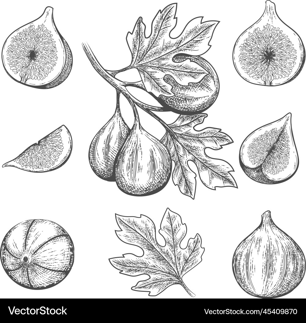 Vintage fig ink pen sketch Royalty Free Vector Image