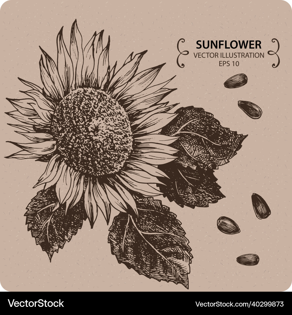 Sunflower Royalty Free Vector Image - VectorStock