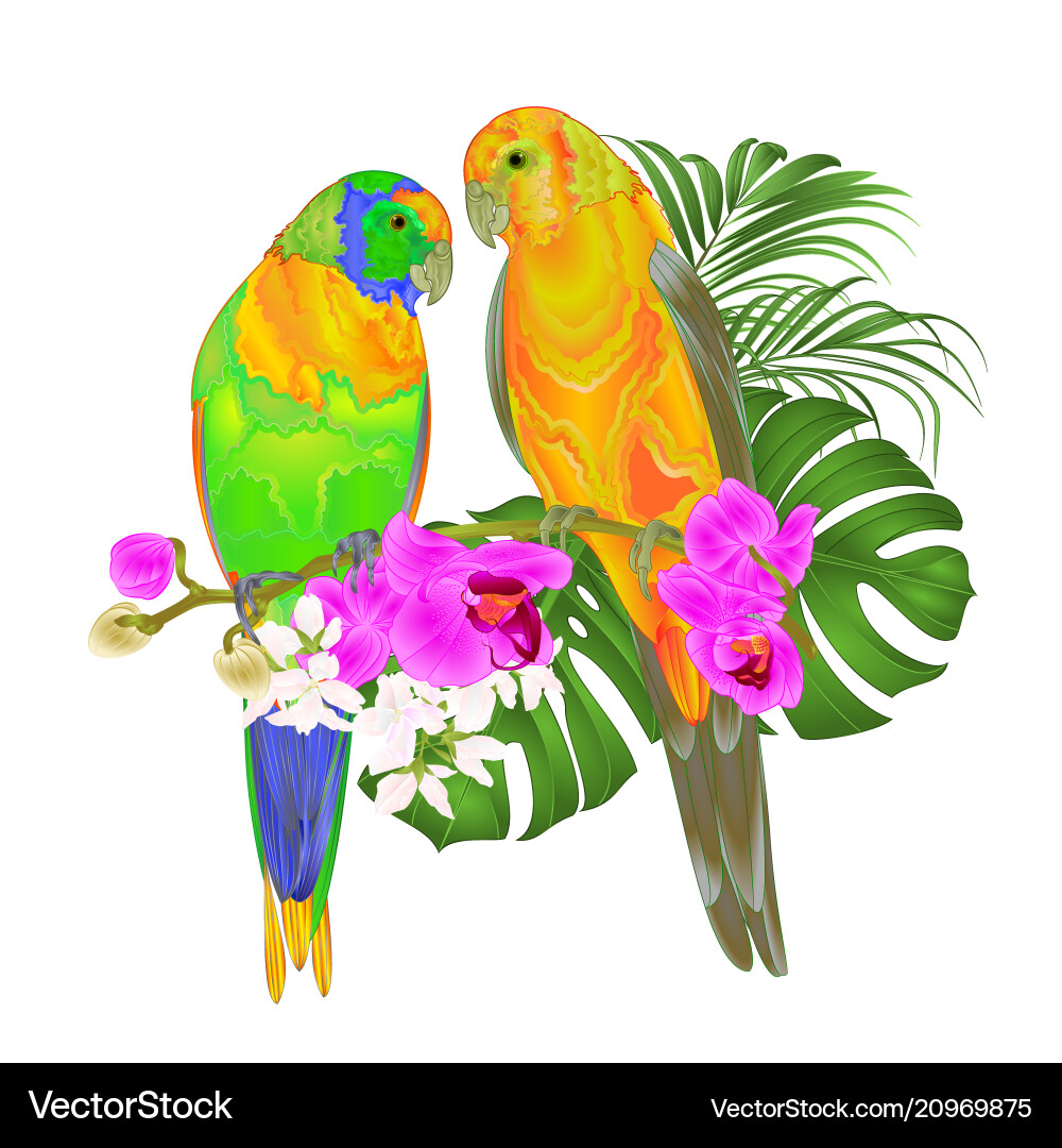 Sun conure parrots tropical birds Royalty Free Vector Image