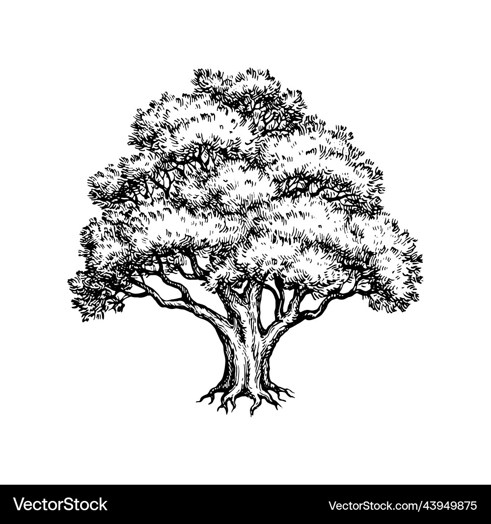 Yew Tree Ink Drawing Royalty Free Vector Image