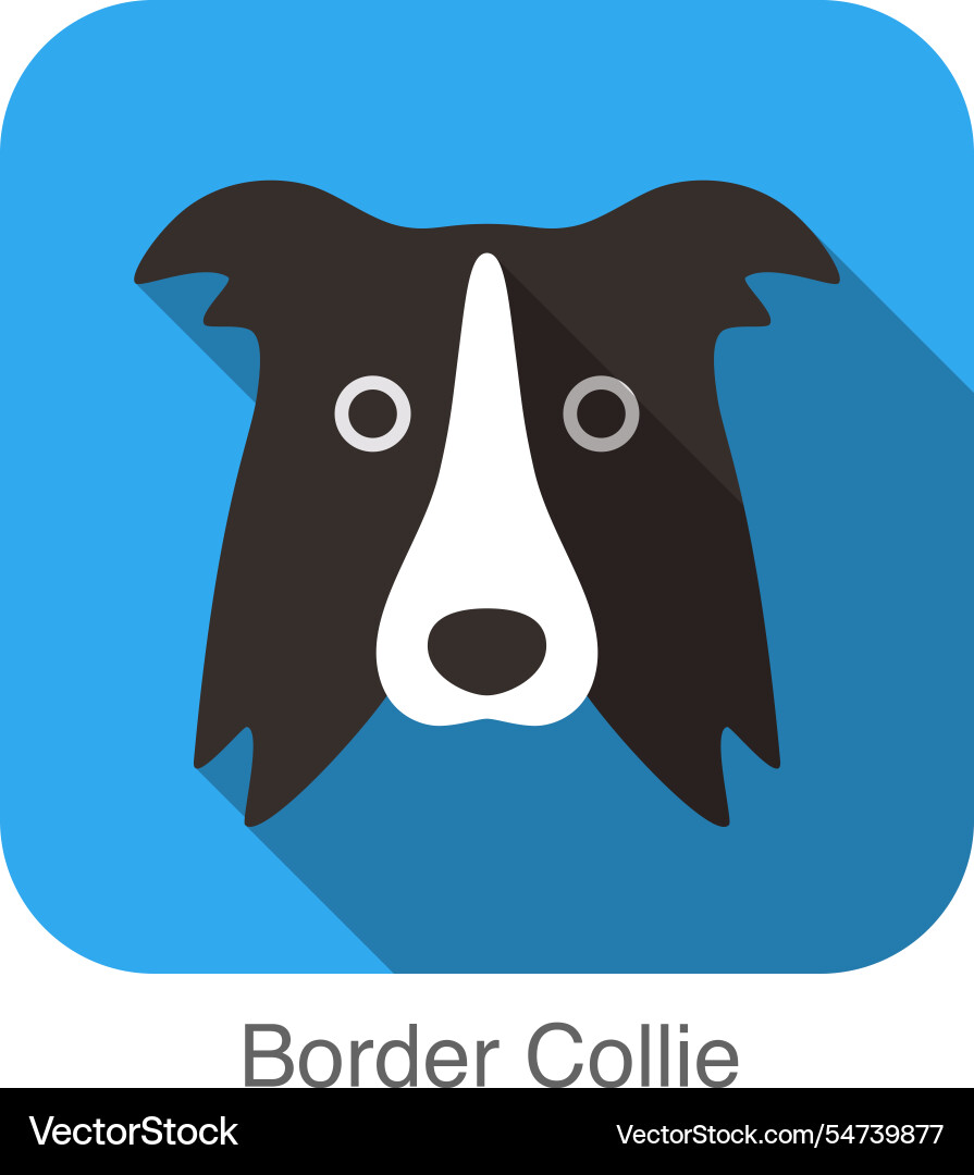 Border collie dog face flat icon Royalty Free Vector Image