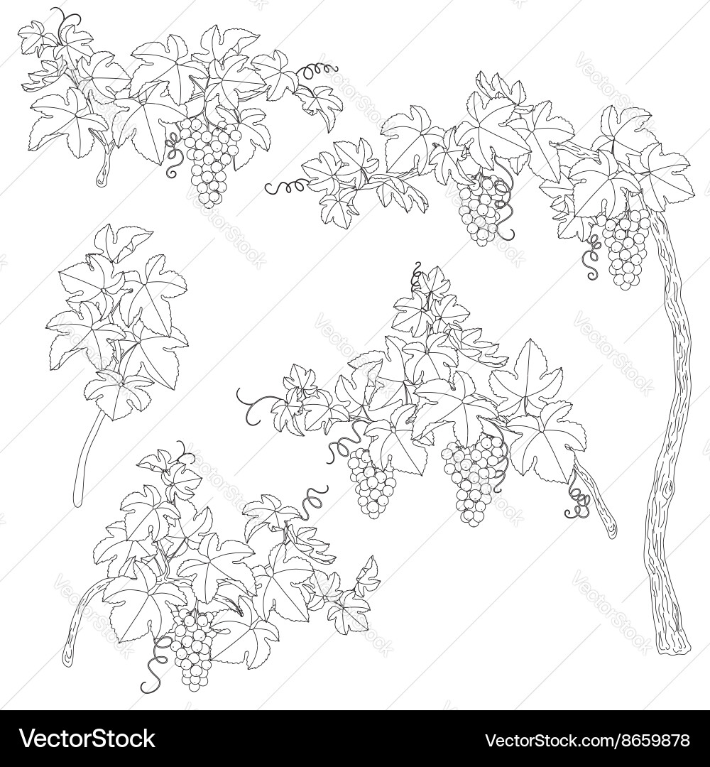 Grape outline set Royalty Free Vector Image - VectorStock
