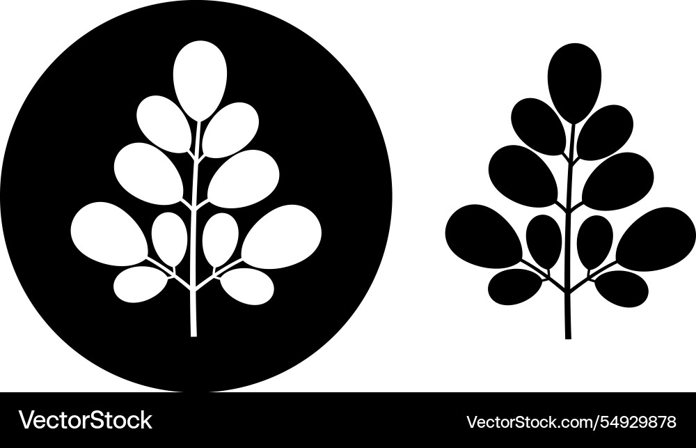 Moringa Royalty Free Vector Image - VectorStock