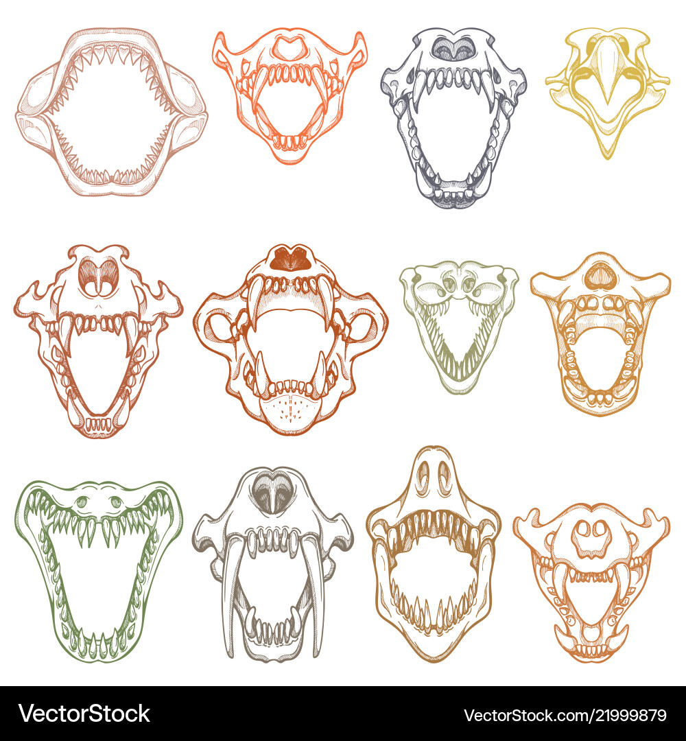 Crocodile Teeth Bird Vector Images (over 110)