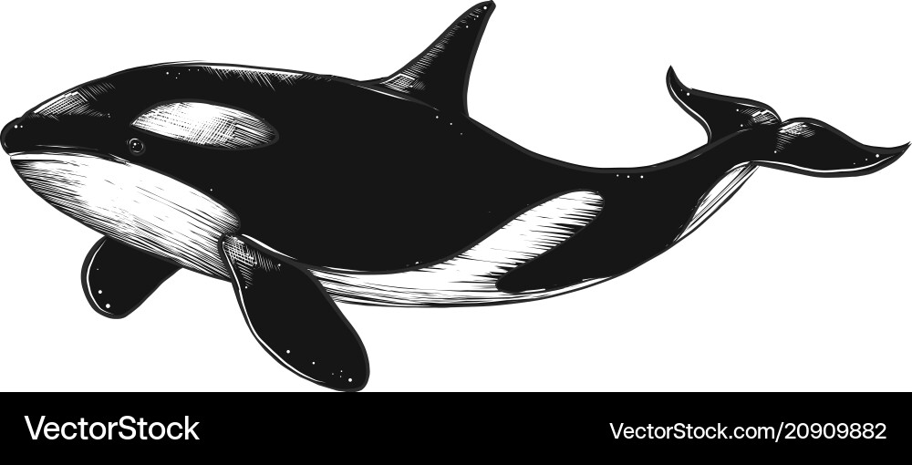 Killer whale Royalty Free Vector Image - VectorStock