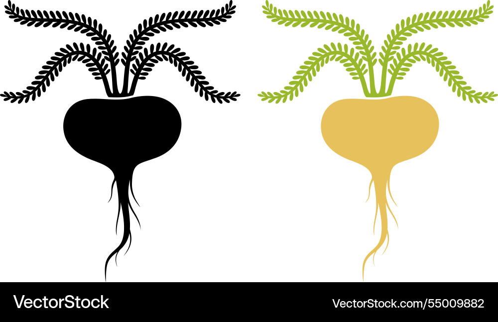 Maca Royalty Free Vector Image - VectorStock