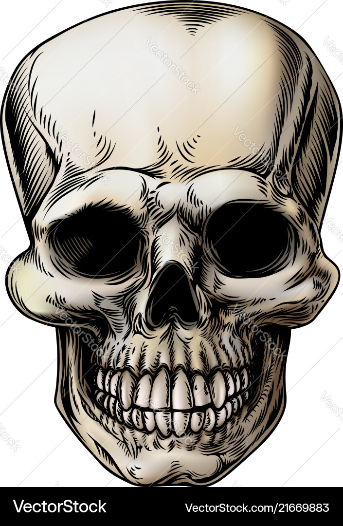 Human skull Royalty Free Vector Image - VectorStock