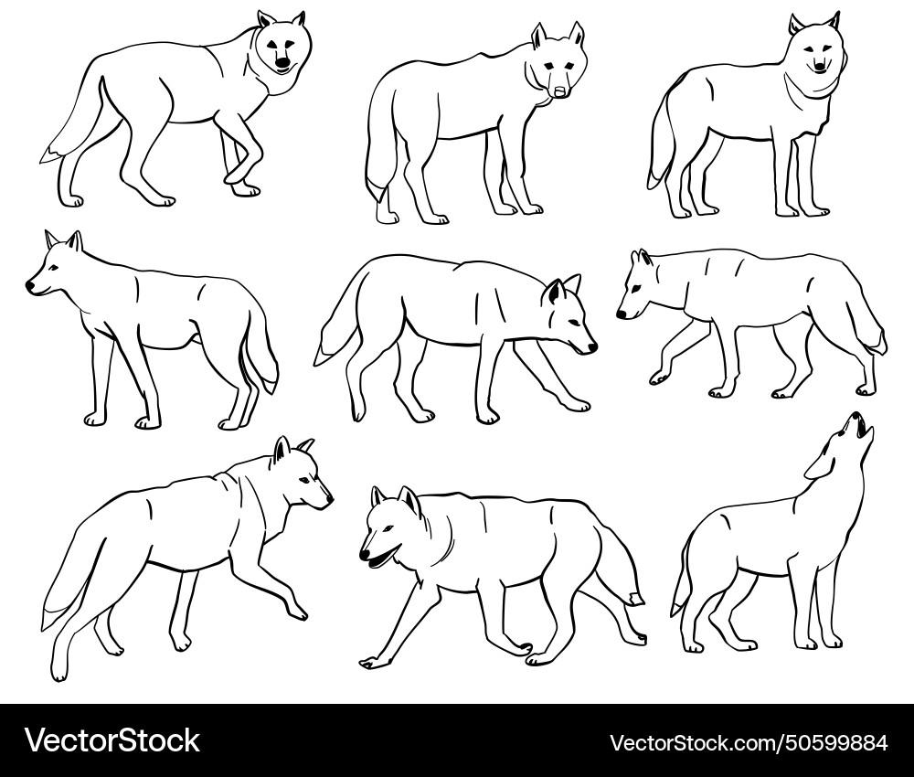 Wolf outline silhouette set Royalty Free Vector Image