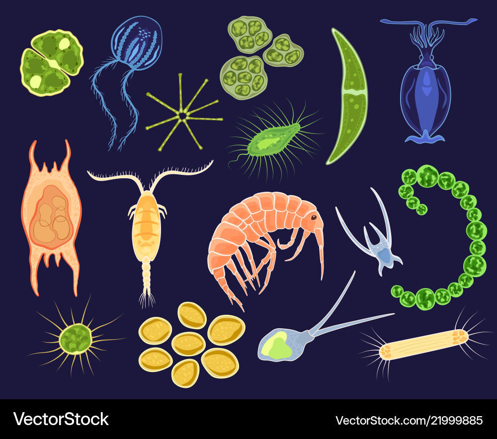Plankton Vector Images (over 1,000)
