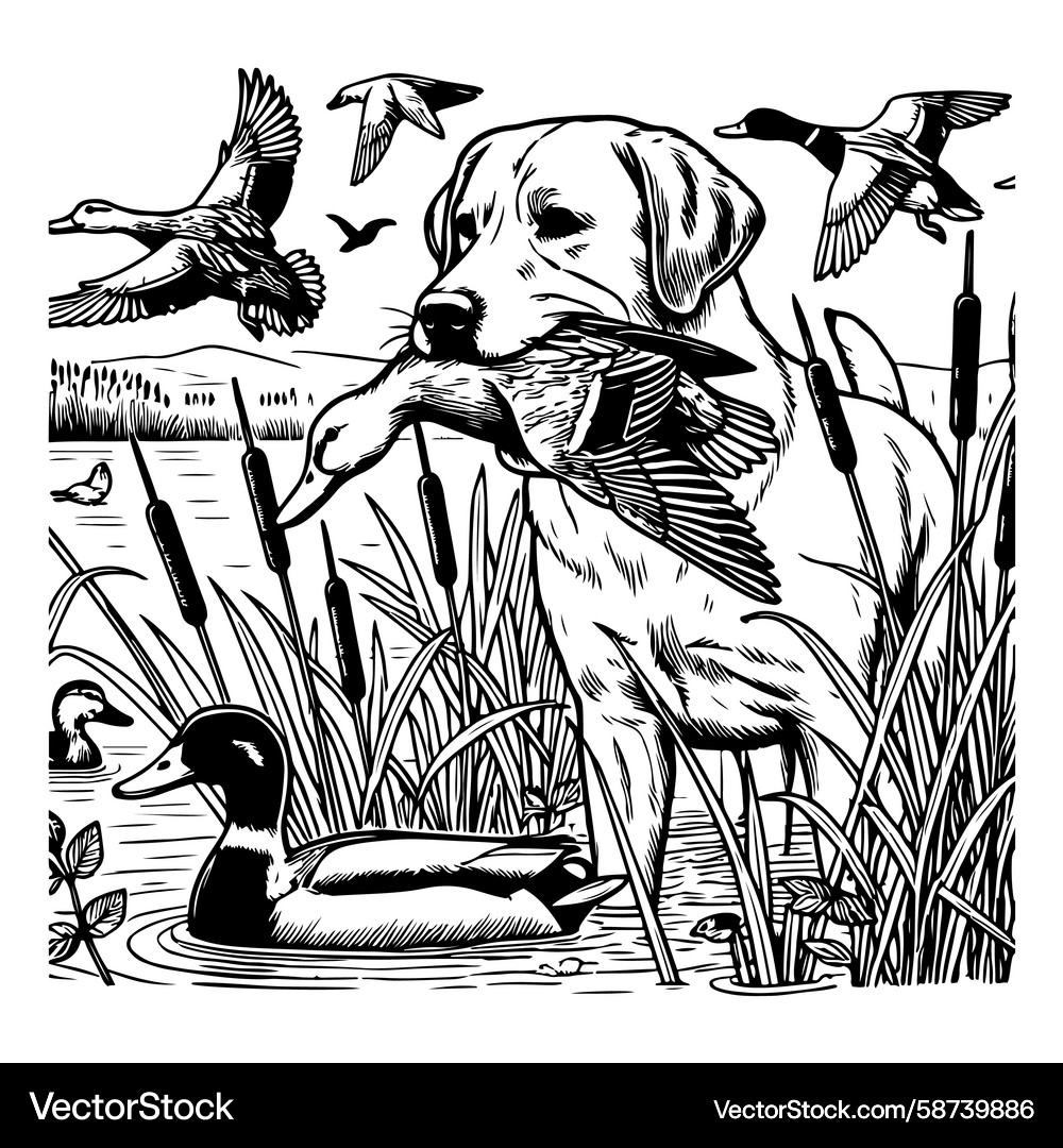 Ai-generated labrador retriever hunting duck in Vector Image