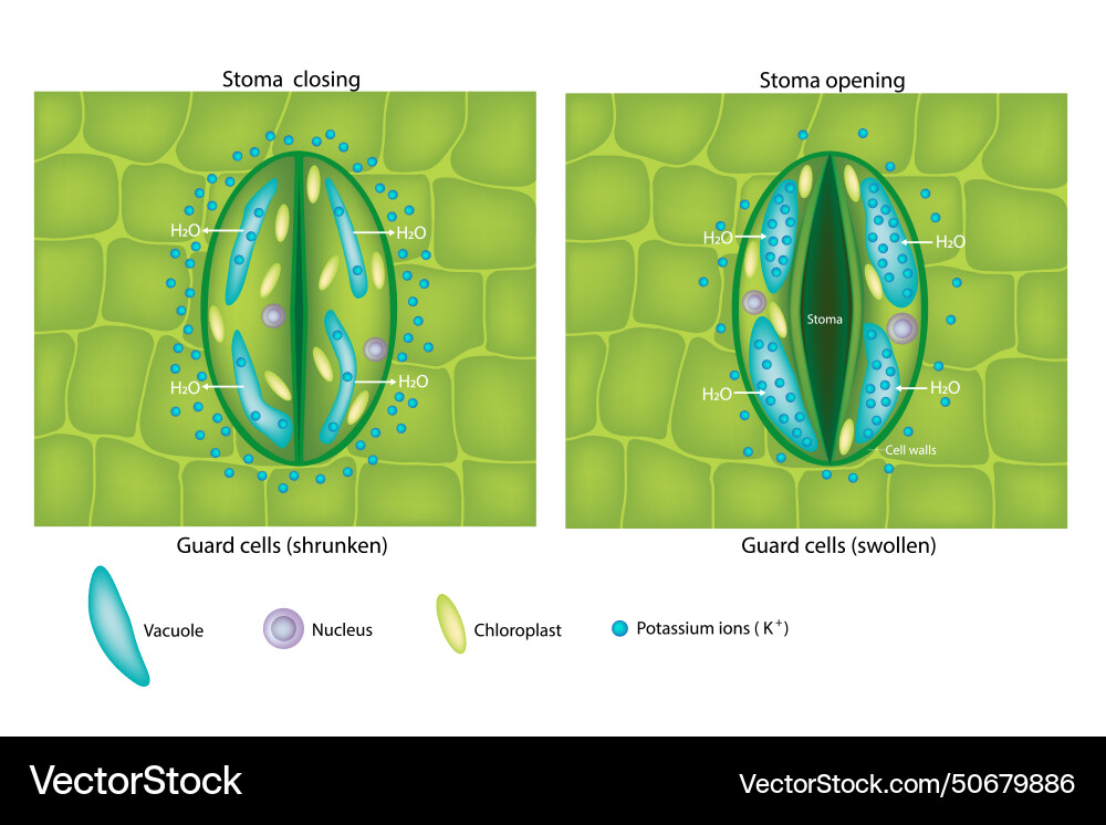 Guard cells swollen and shrunken Royalty Free Vector Image