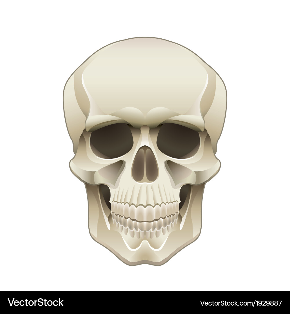 Realistic Human Skull Royalty Free Vector Image