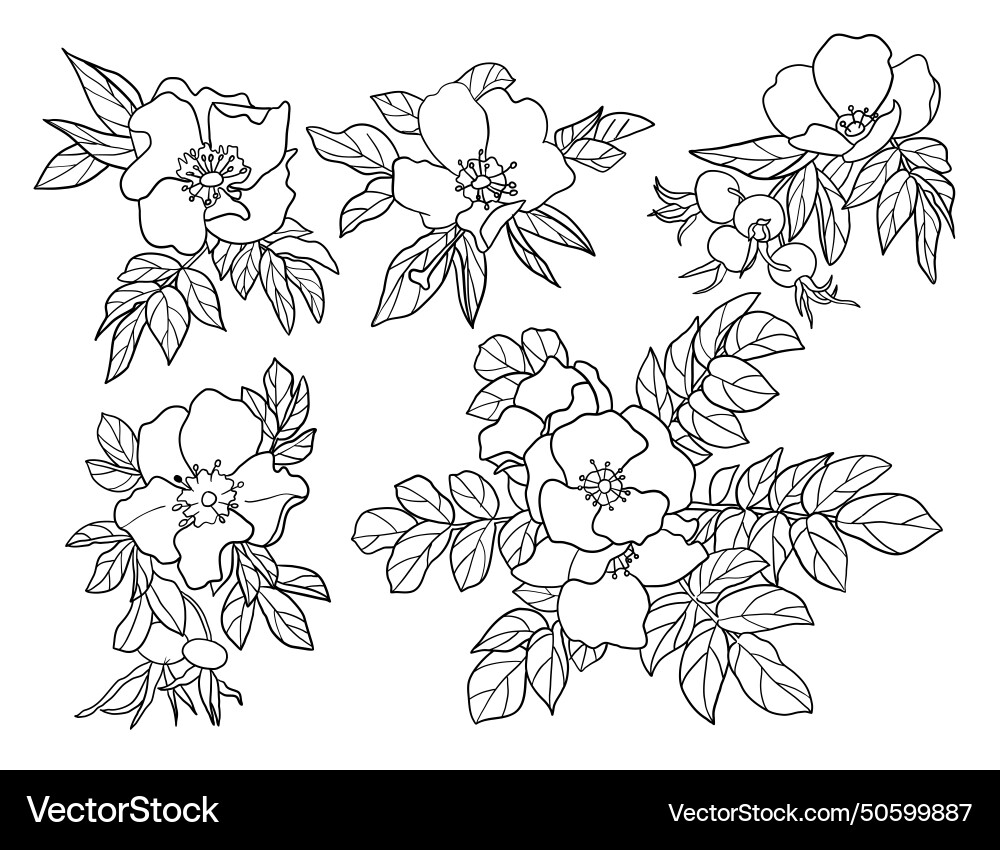 Rose hip flower outline silhouette set Royalty Free Vector