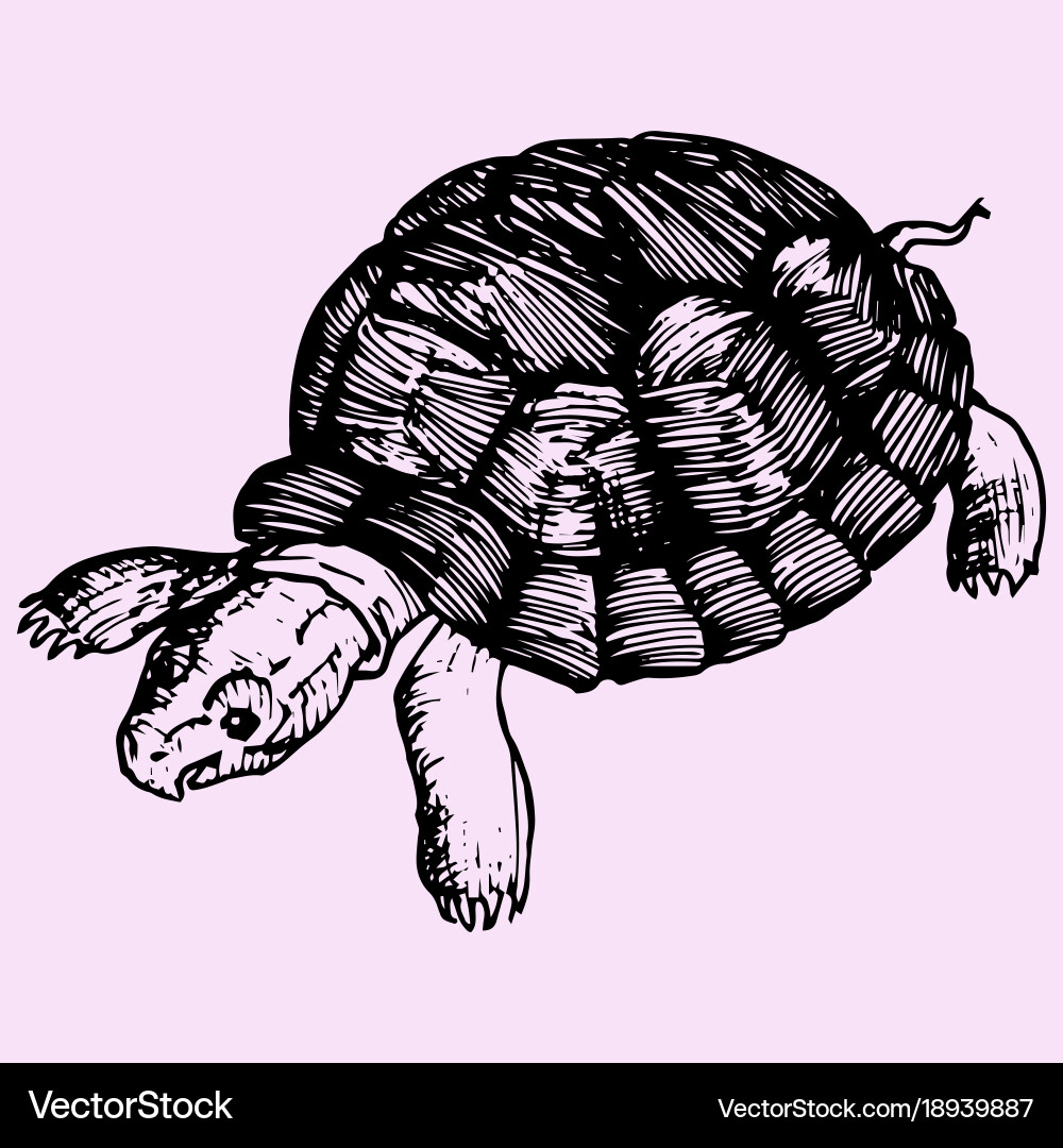 Turtle Royalty Free Vector Image - VectorStock