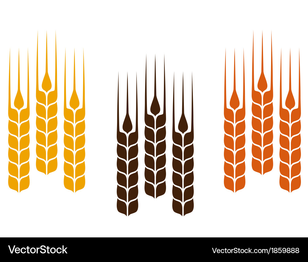 Colorful wheat ears Royalty Free Vector Image - VectorStock